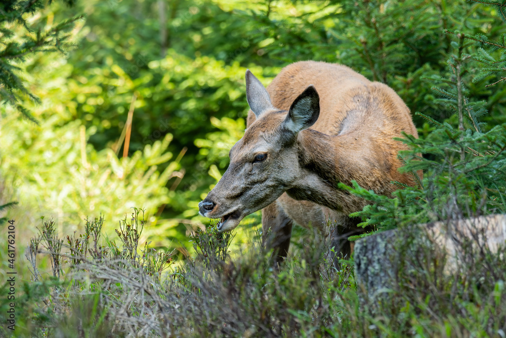 Red deer (Cervus elaphus) in the forest. Beautiful brown majestic ...