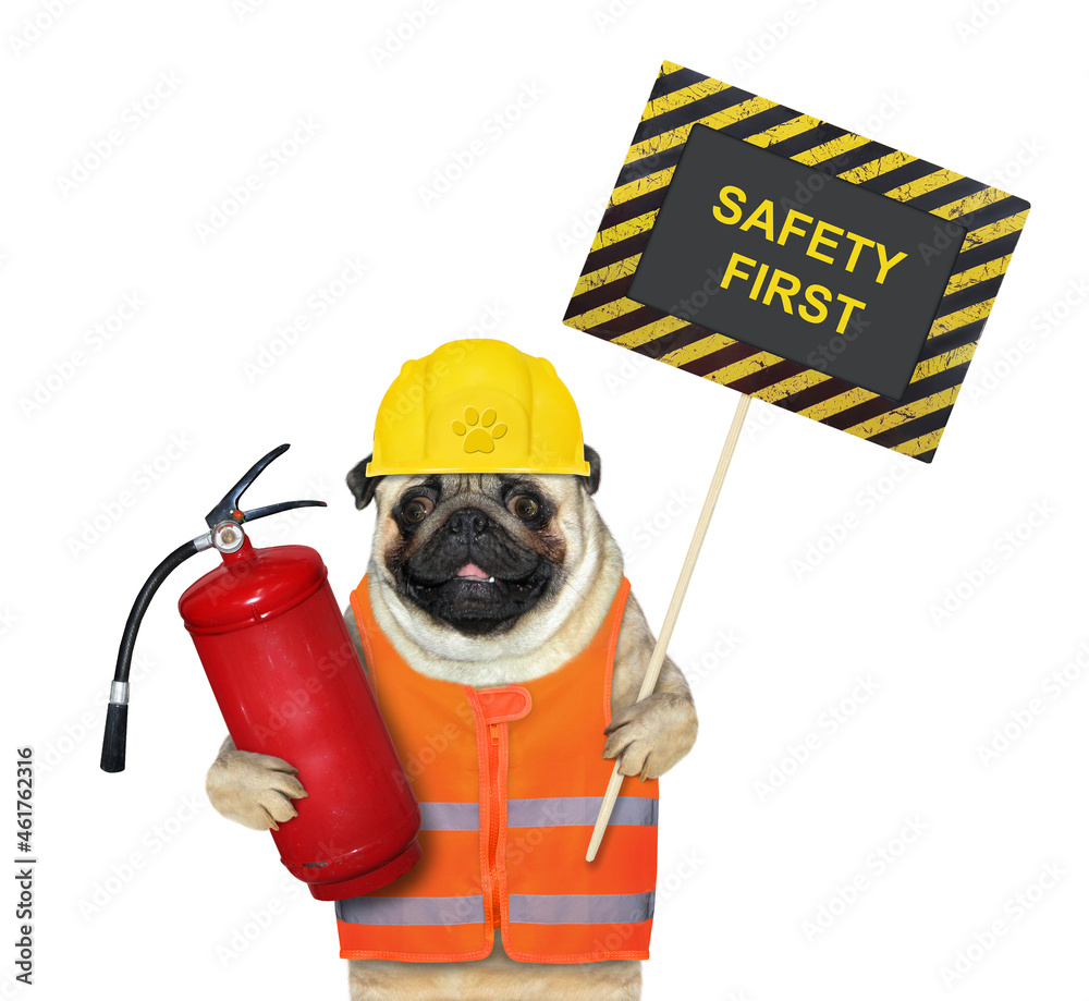 A dog pug in a construction helmet holds a fire extinguisher and a ...