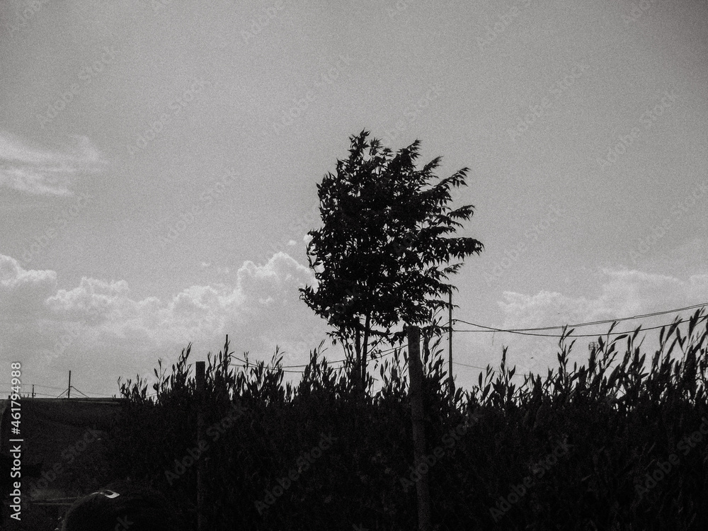 Black and white landscape including black tree blowing in the wind and ...