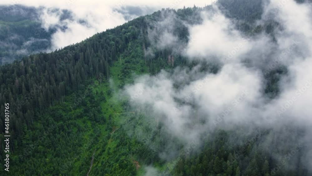 Coniferous wet Dense Forest from aerial 4k landscape bird's eye view ...