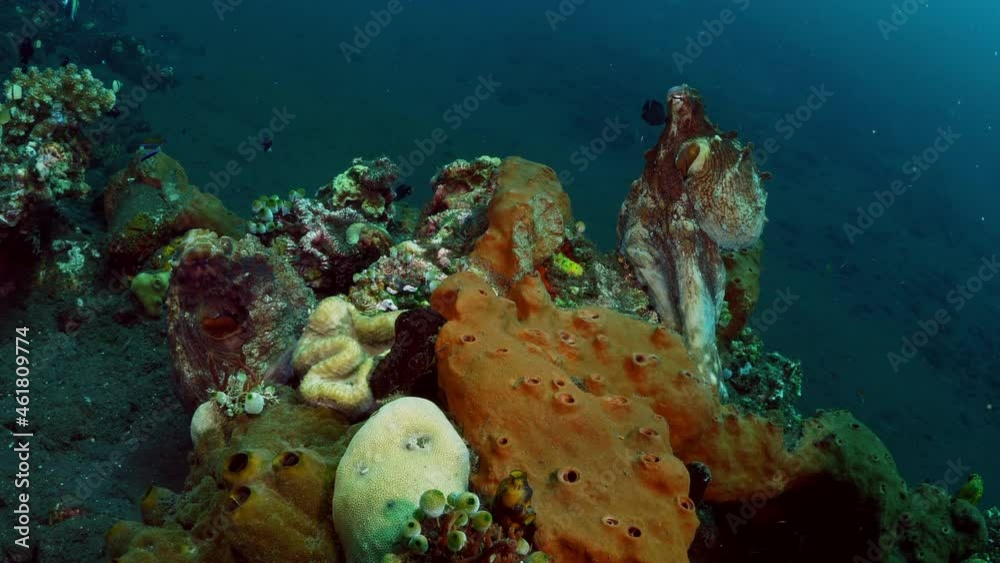 Extremely rare video - mating two Octopuses. Underwater world of ...