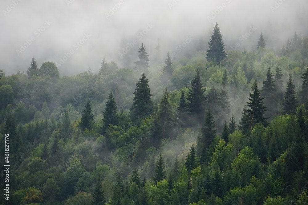 Natural rain forest. Moody cloudy, foggy forest during summer, autumn ...