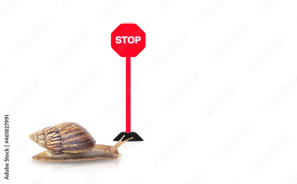 Snail crawling stopped in front toy stop sign. Wooden road stop sign ...