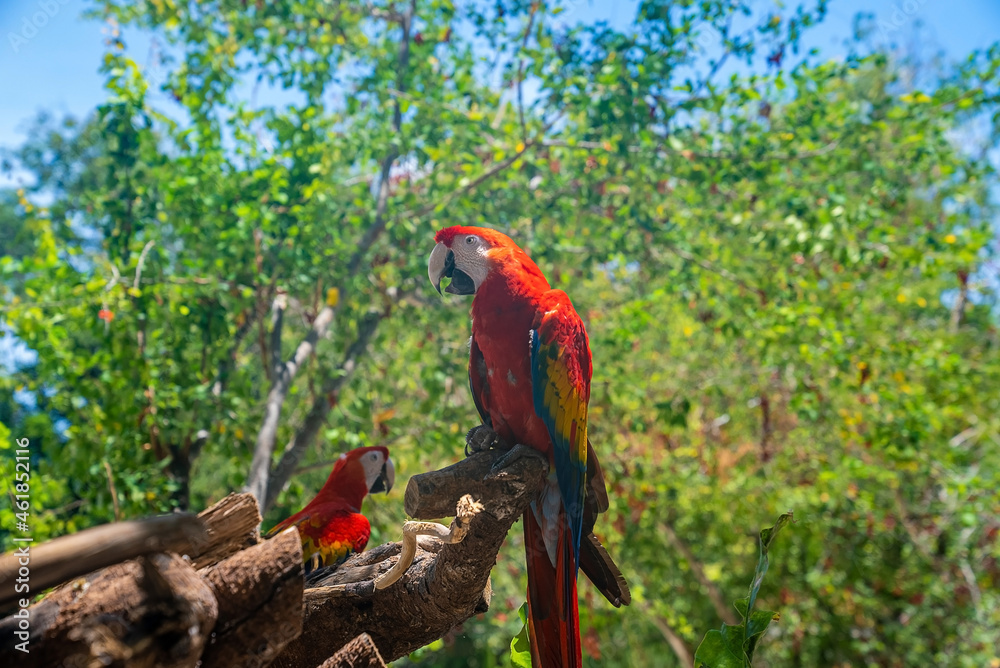 Two long tailed red macaw parrots perching on tree bark in Xcaret ...