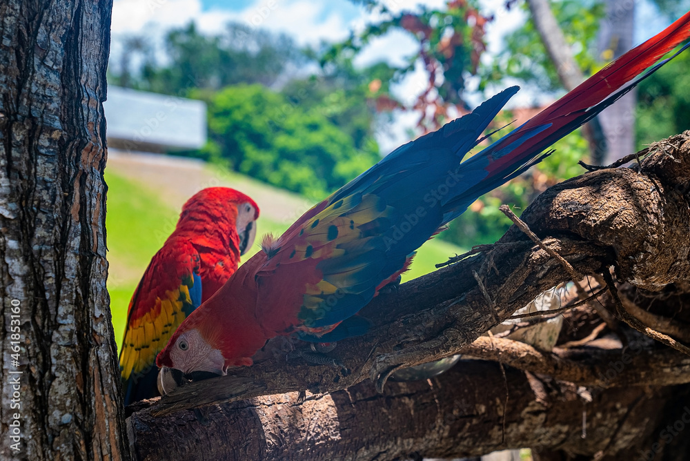 Two long tailed red macaw parrots perching on tree bark in Xcaret ...