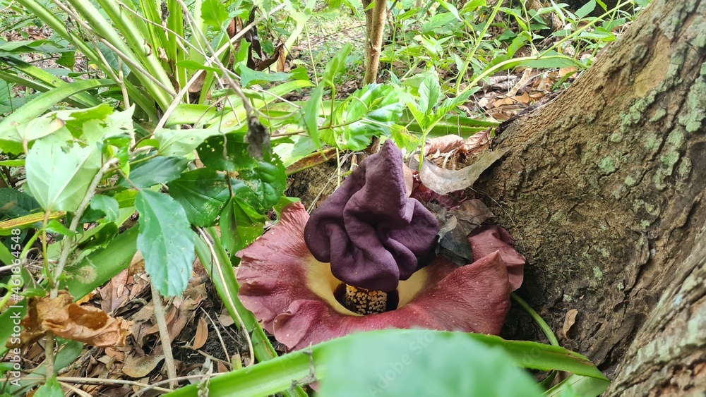 Foto de corpse flower at the root of a big tree in the forest do Stock ...