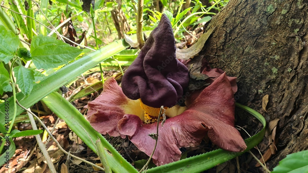 corpse flower at the root of a big tree in the forest ภาพถ่ายสต็อก ...