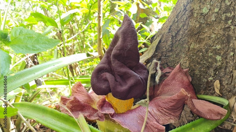 Foto de corpse flower at the root of a big tree in the forest do Stock ...