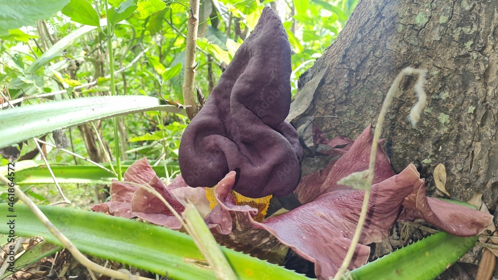 corpse flower at the root of a big tree in the forest foto de Stock ...