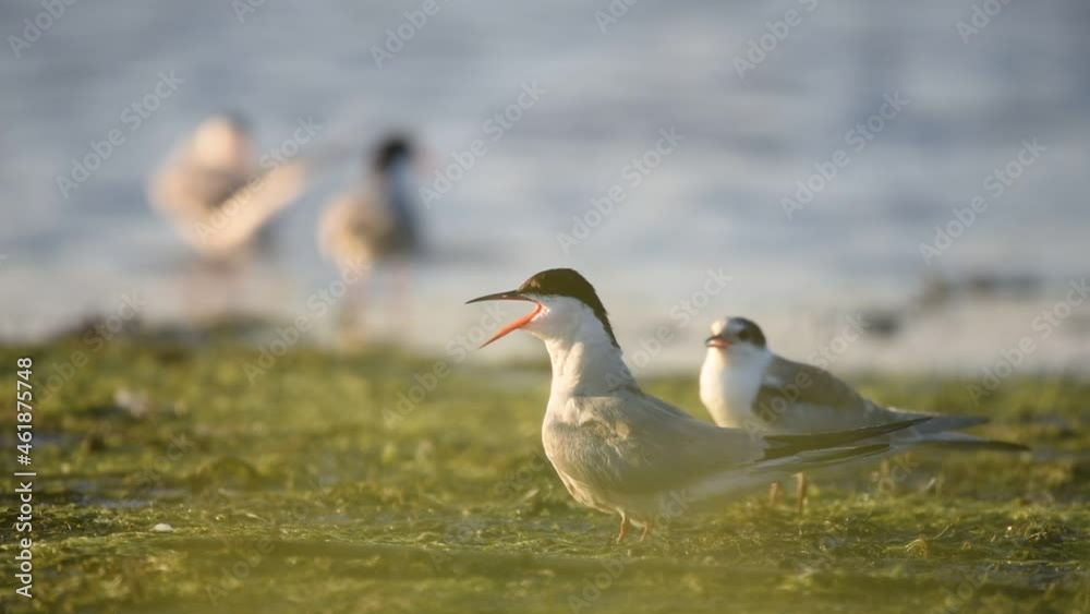 Common Tern - Sterna hirundo - adult bird with the nestlings at the ...