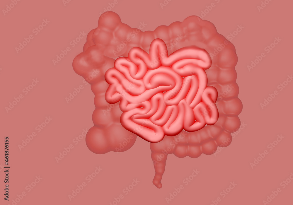 gastrointestinal tract. Intestinal tract visualization. Concept - study ...