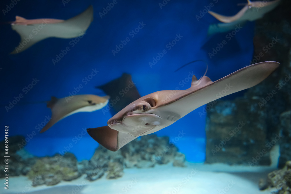 cownose ray swimming in the water, fish underwater in the aquarium ...