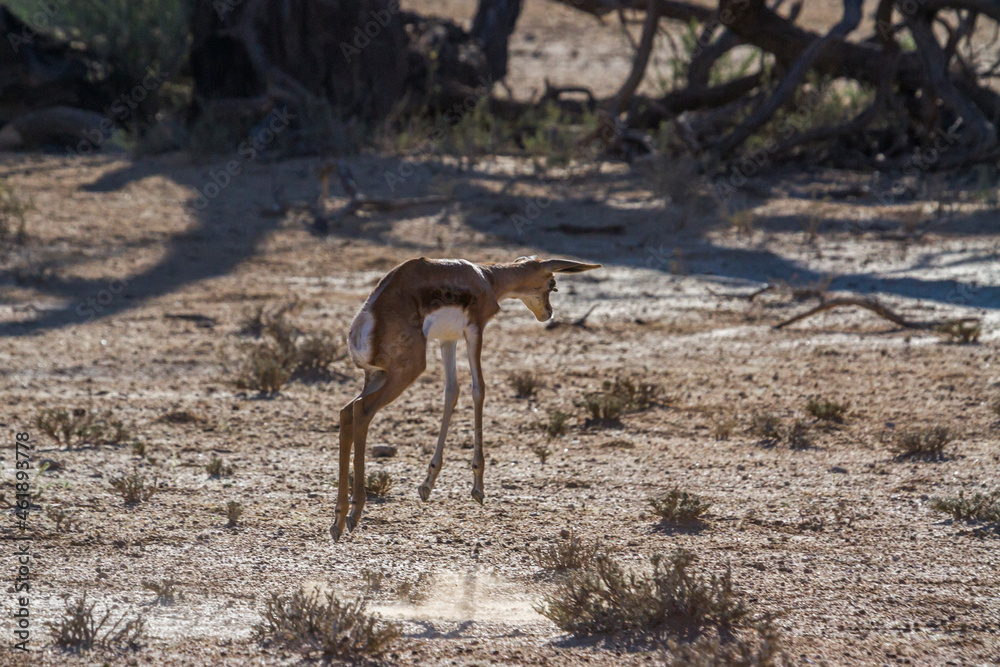 Foto Stock Baby Springbok jumping and running in Kgalagari ...