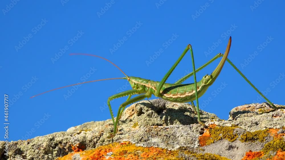 Predatory bush cricket, or the spiked magician (Saga pedo, Orthoptera ...