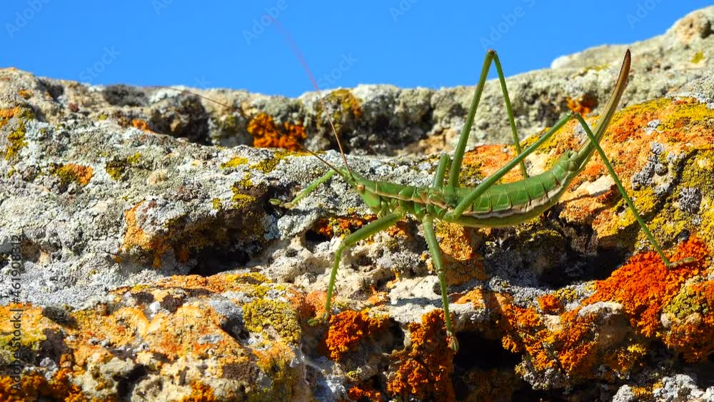 Predatory bush cricket, or the spiked magician (Saga pedo, Orthoptera ...