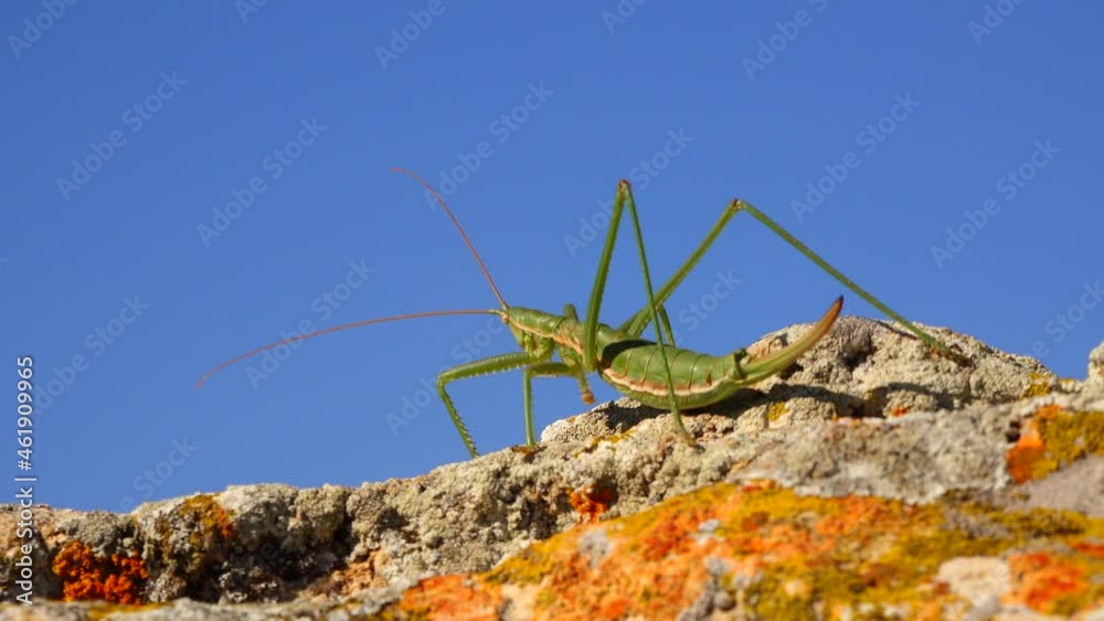 Predatory bush cricket, or the spiked magician (Saga pedo, Orthoptera ...