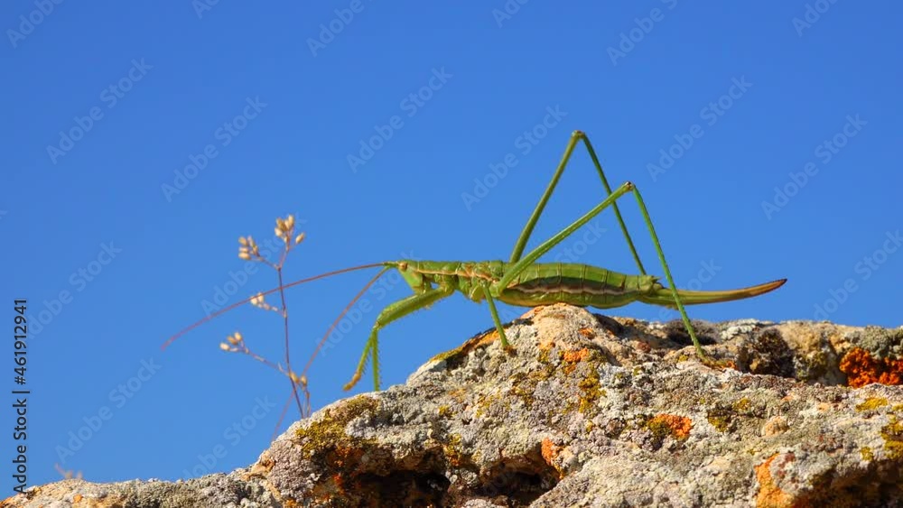 Predatory bush cricket, or the spiked magician (Saga pedo, Orthoptera ...