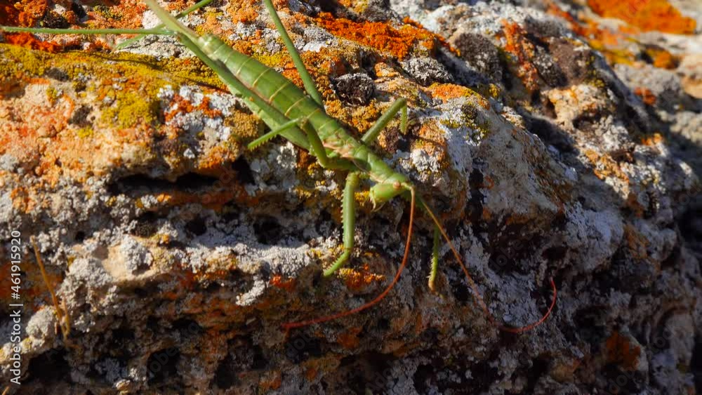 Predatory bush cricket, or the spiked magician (Saga pedo, Orthoptera ...