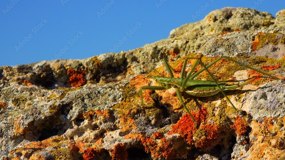 Predatory bush cricket, or the spiked magician (Saga pedo, Orthoptera ...