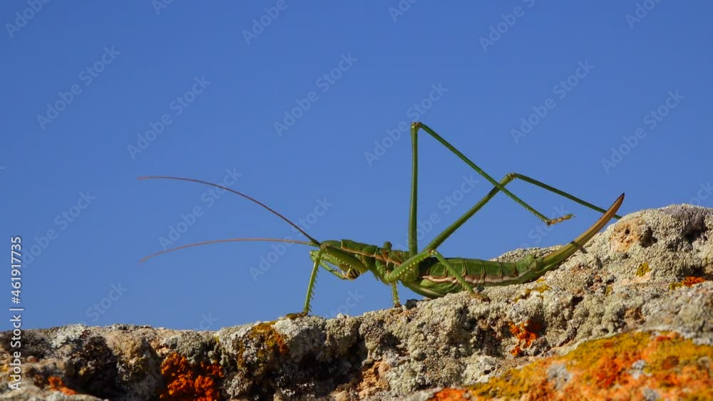 Predatory bush cricket, or the spiked magician (Saga pedo, Orthoptera ...