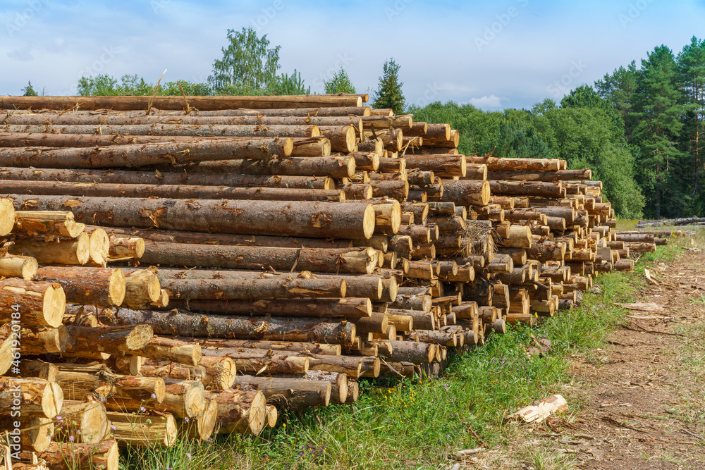 Deforestation, forest destruction. Chopped tree on ground in forest ...