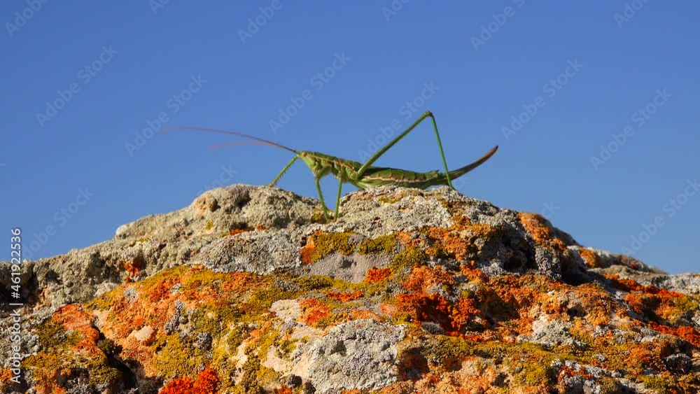 Predatory bush cricket, or the spiked magician (Saga pedo, Orthoptera ...