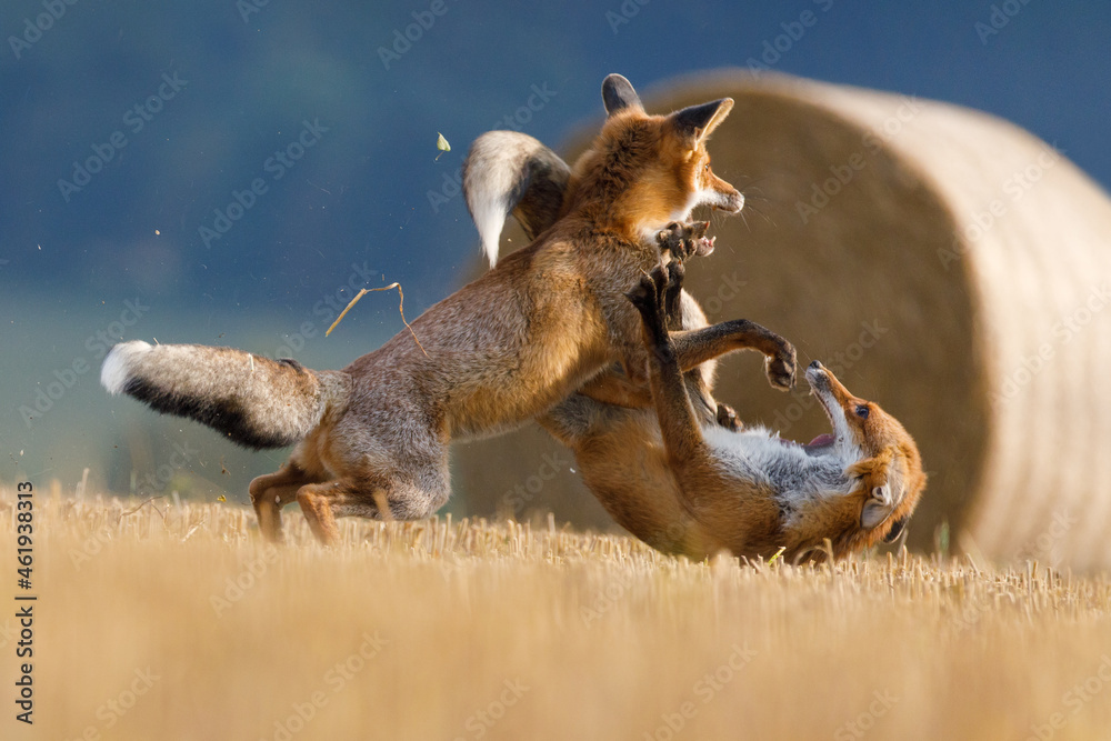 Red Fox Fight