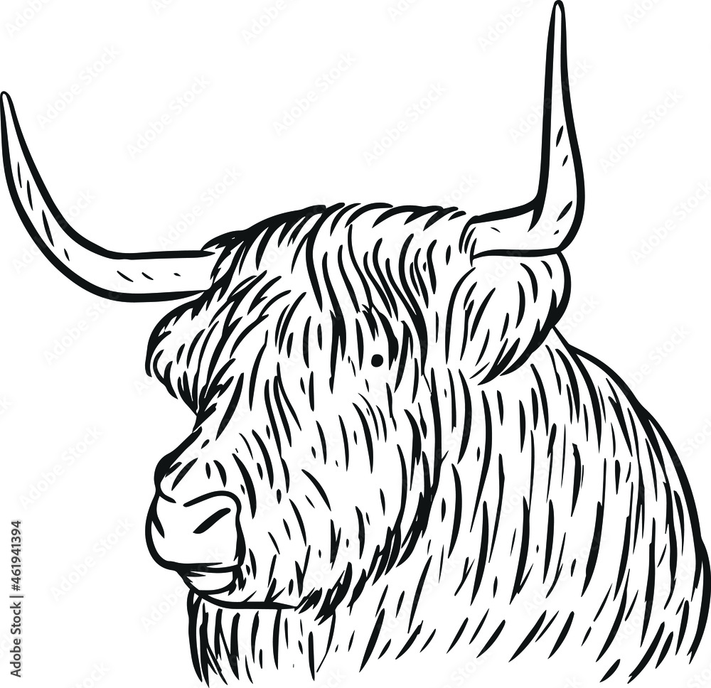 The Highland Cattle is a species of cow native to the Scottish ...