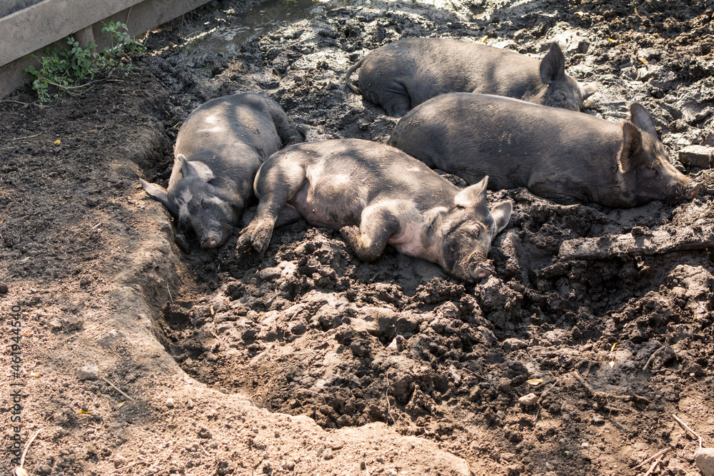 4 pink pigs covered in mud laying in a mud puddle Stock Photo | Adobe Stock