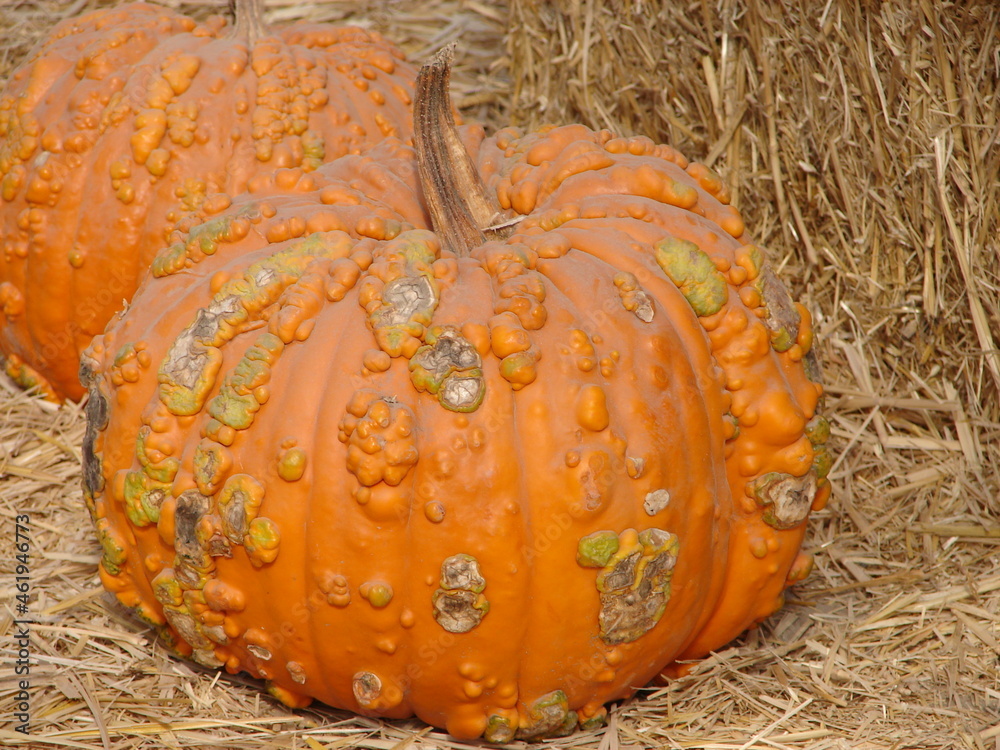 pumpkin with warts and bumps, halloween decorations Stock Photo | Adobe ...