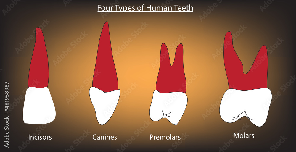 Biological anatomy of the types of teeth Stock Vector | Adobe Stock