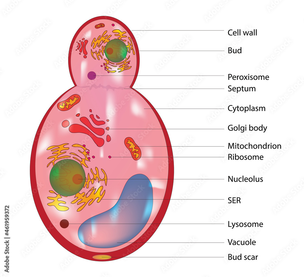 Microbiological anatomy of typical fungal cell Stock Vector | Adobe Stock