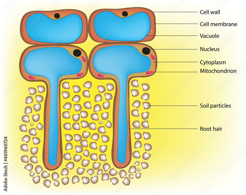 Botanical illustration of plant root cell Stock Vector | Adobe Stock