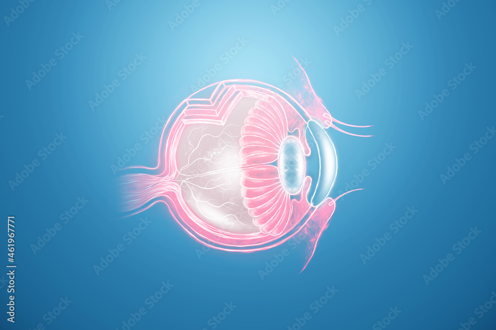 Realistic human eye hologram, cross-sectional cut, side view ...
