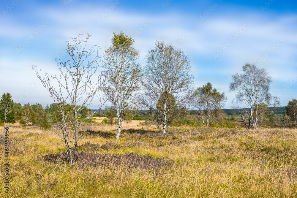 The picture shows the Mützenicher Venn - Brackvenn (moorland) on the ...