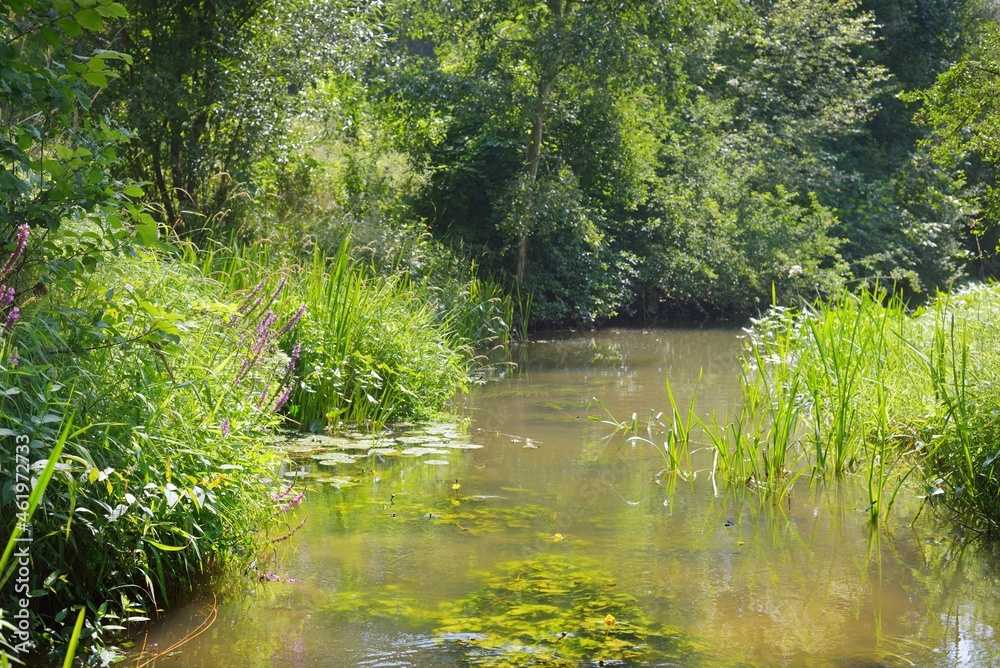 River in a green summer forest. Germany. Natural habitat for American ...