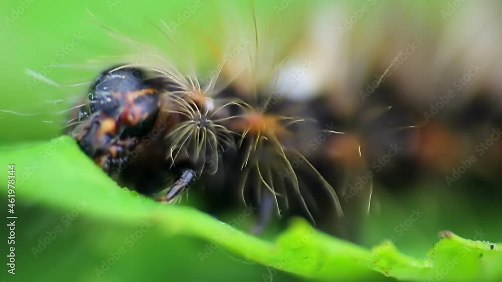 Grass moth, acronicta rumicis larvae, caterpillar eating leaves. Macro ...