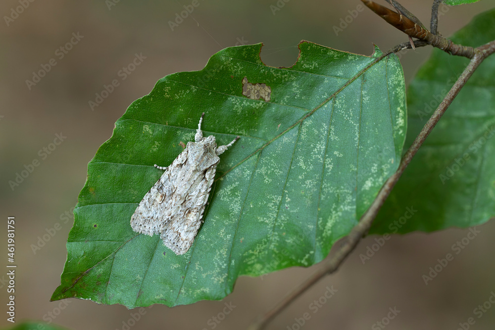 Sycamore moth Acronicta aceris sitting on a Beech leaf Stock Photo ...
