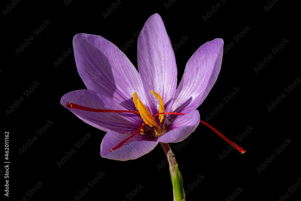 Saffron photos from natural environments Stock Photo | Adobe Stock