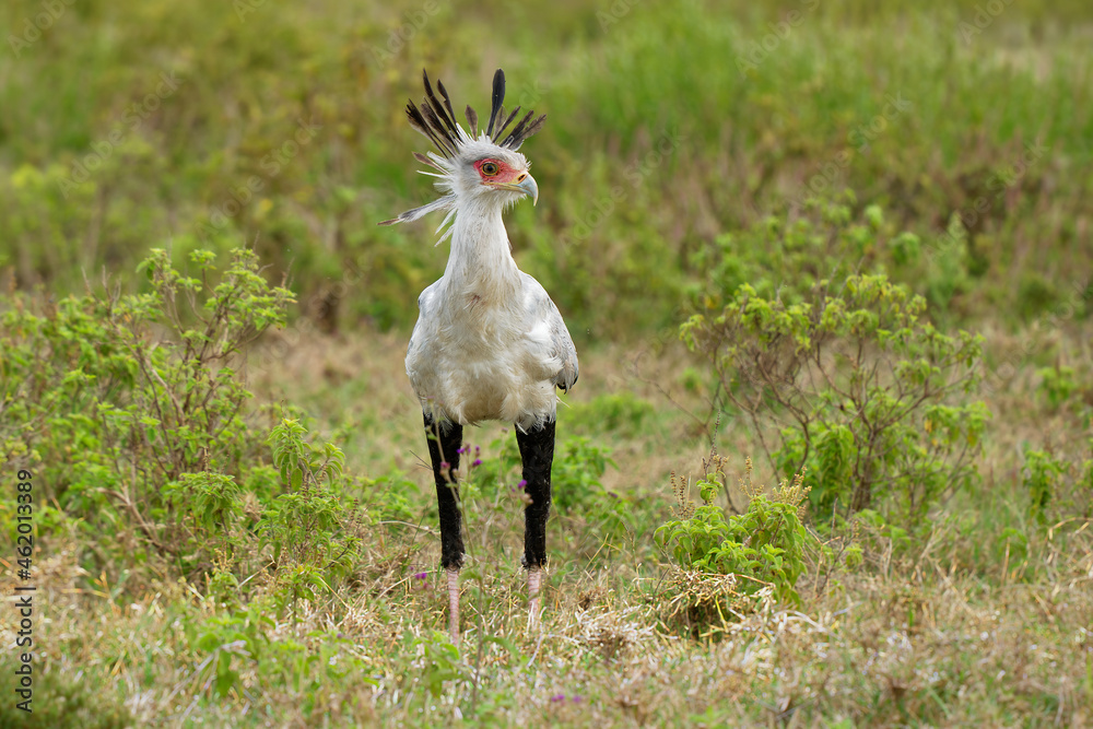 Secretarybird or Secretary Bird - Sagittarius serpentarius large ...