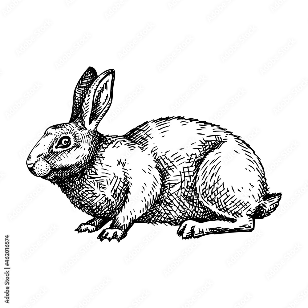 Hand-sketched bunny vector illustration. Cute farm rabbit hand-drawing ...