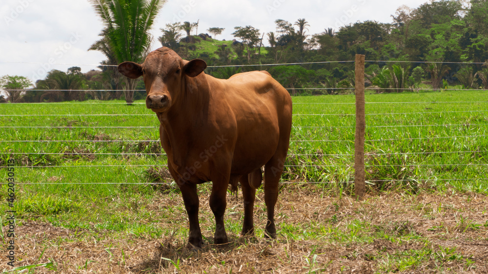 boir raça senepol bovino gado Stock Photo | Adobe Stock
