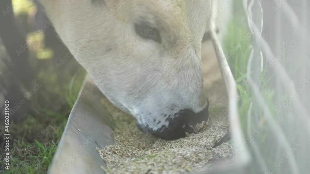 Close up of beef cows eating grain in Australia, on a farming ranch ...
