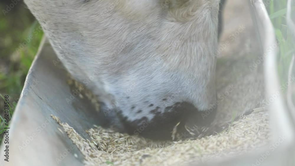 Close up of beef cows eating grain in Australia, on a farming ranch ...