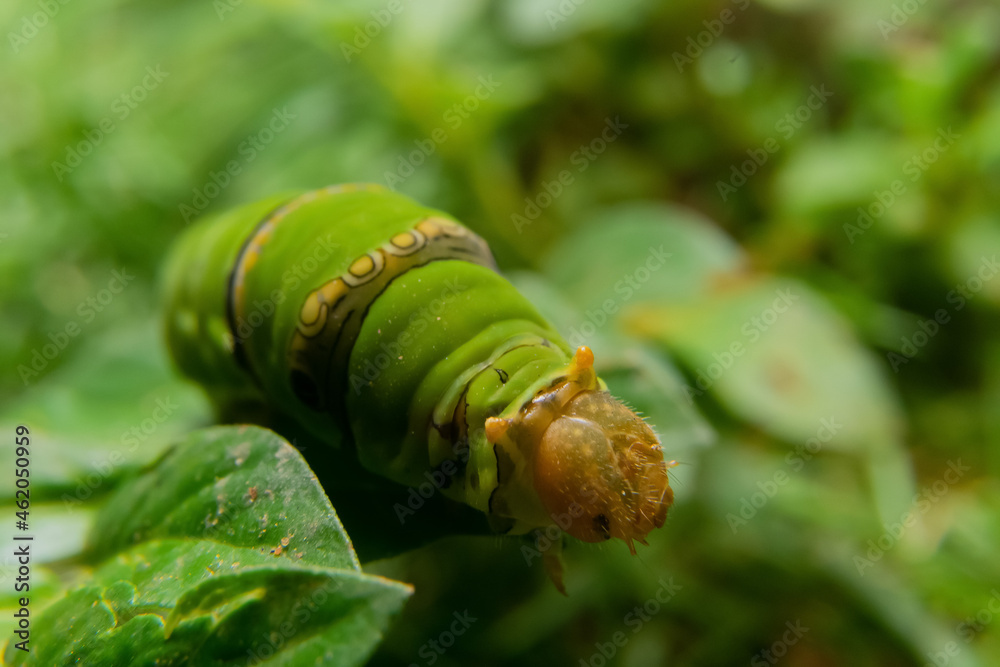 leaf caterpillars are taken at close range focus points on the ...