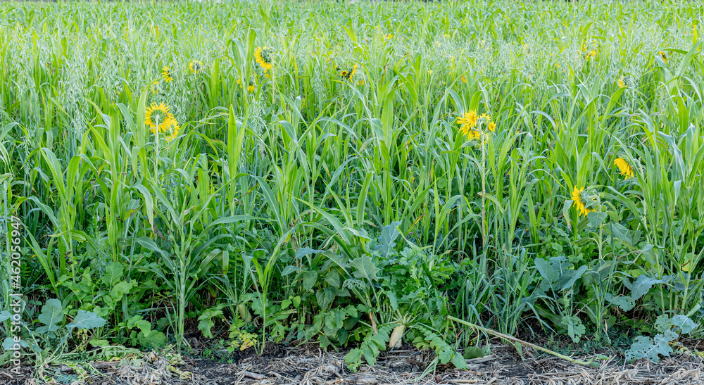A field of green cover crops on a farm with sunflowers, tillage radish ...