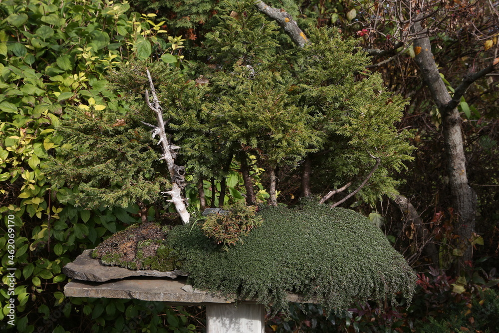 Bonsai, little tree in traditional Japanese garden. Bonsai tree. Bonsai ...
