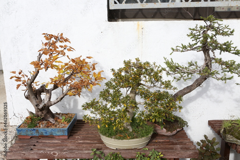 Bonsai, little tree in traditional Japanese garden. Bonsai tree. Bonsai ...