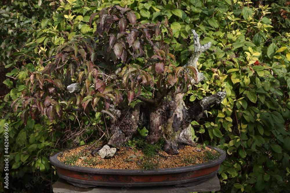 Bonsai, little tree in traditional Japanese garden. Bonsai tree. Bonsai ...