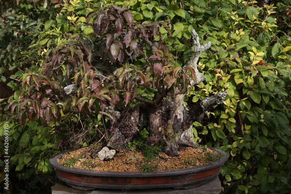 Bonsai, little tree in traditional Japanese garden. Bonsai tree. Bonsai ...